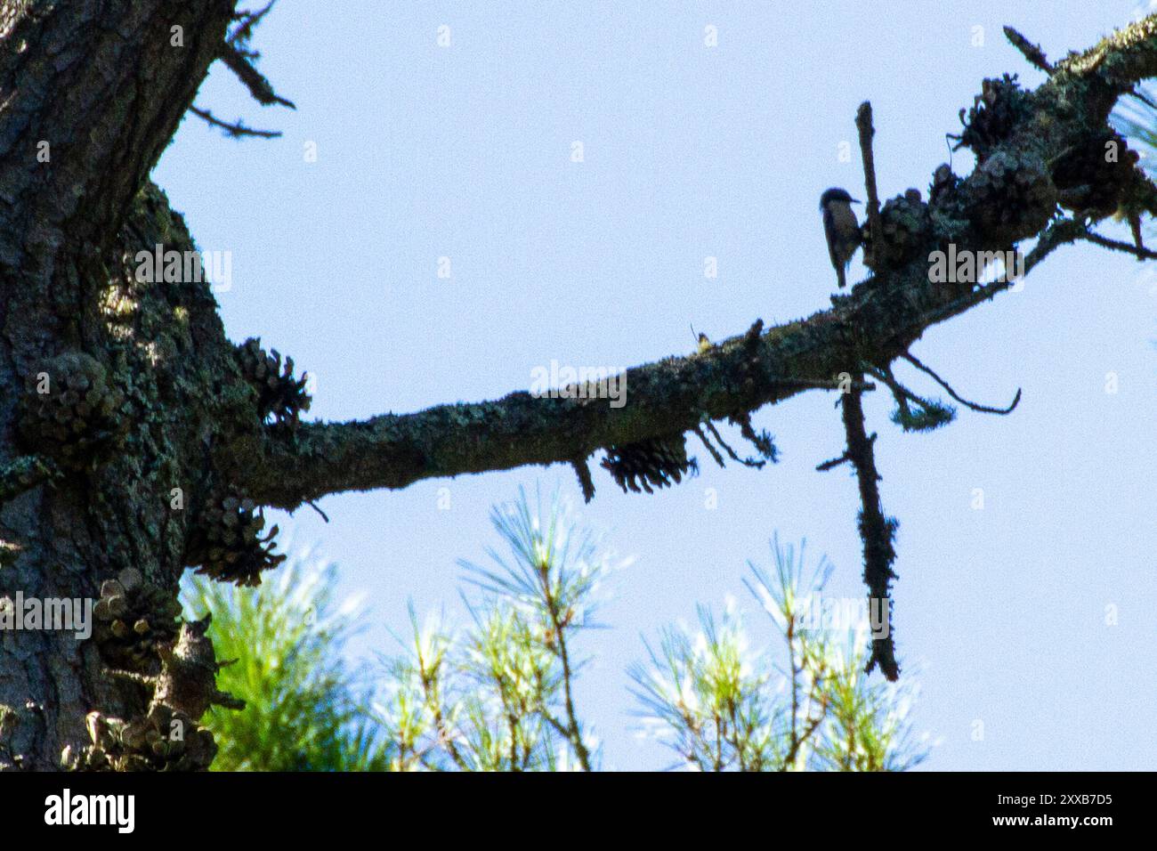 Pygmy Nuthatch (Sitta pygmaea) Aves Stock Photo - Alamy
