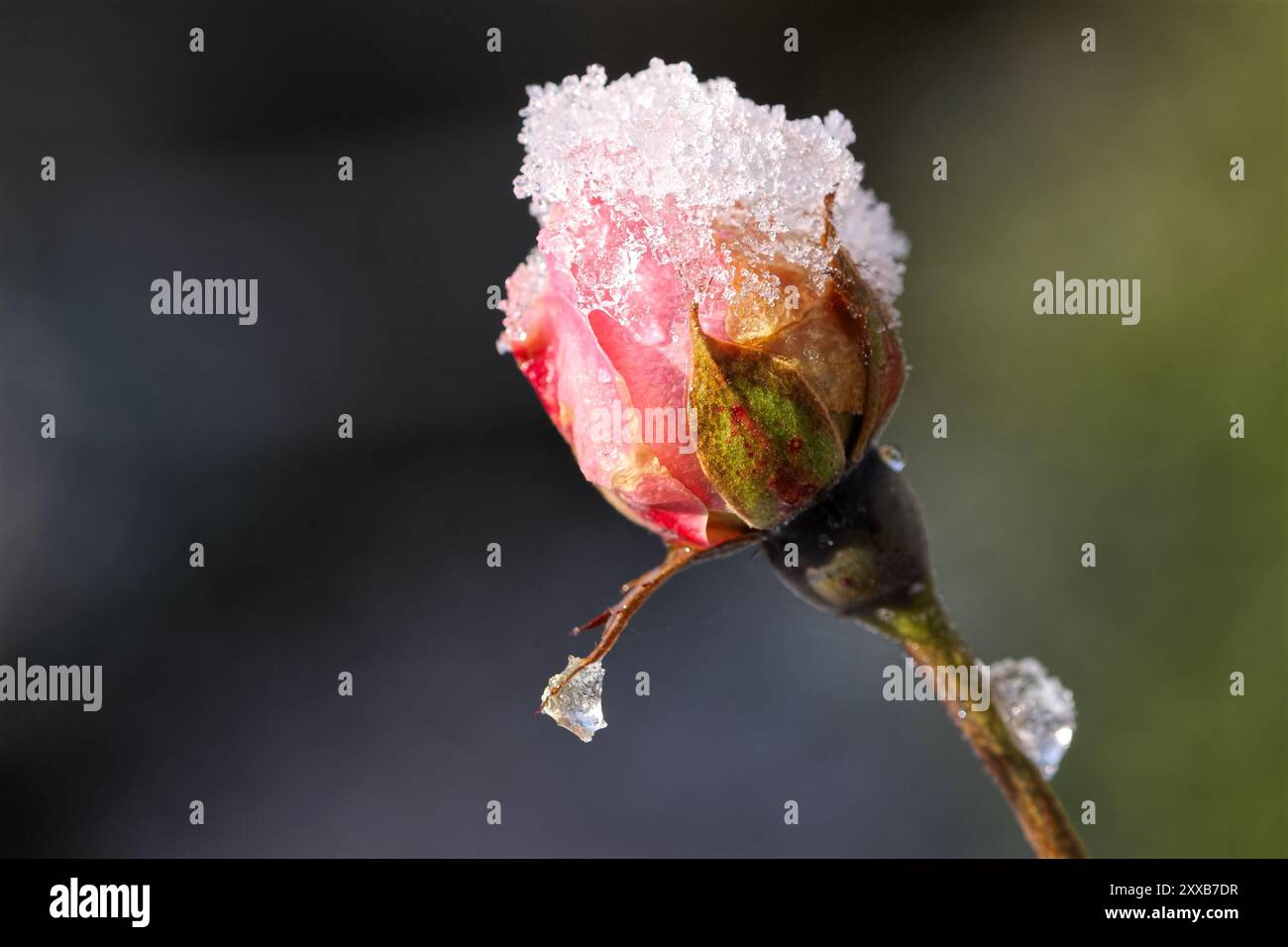 Snow queen frozen hi-res stock photography and images - Alamy