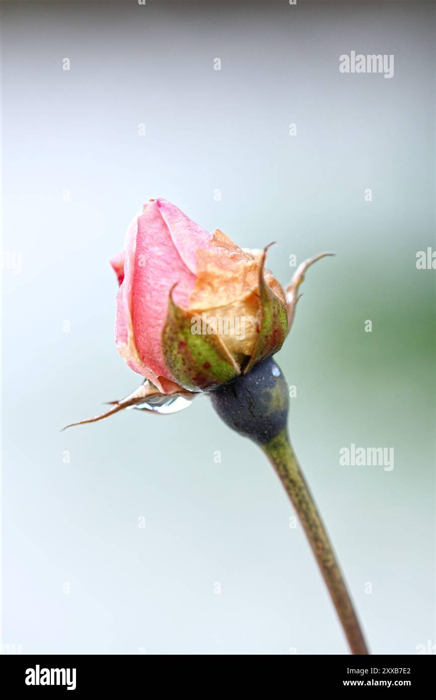 Pink rose bud on light winter frost background. This rose, Rosa Queen ...