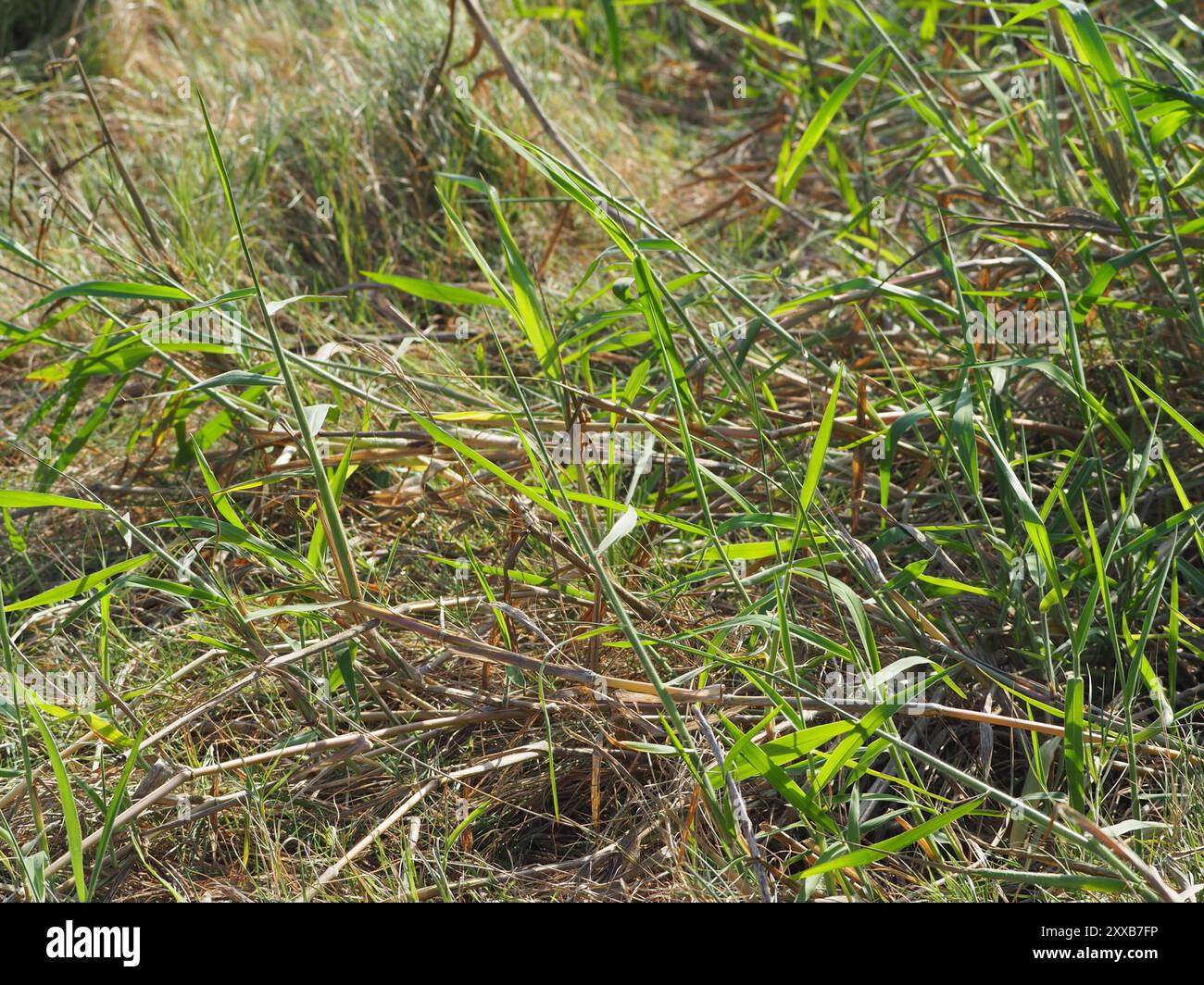 Para Grass (Urochloa mutica) Plantae Stock Photo - Alamy