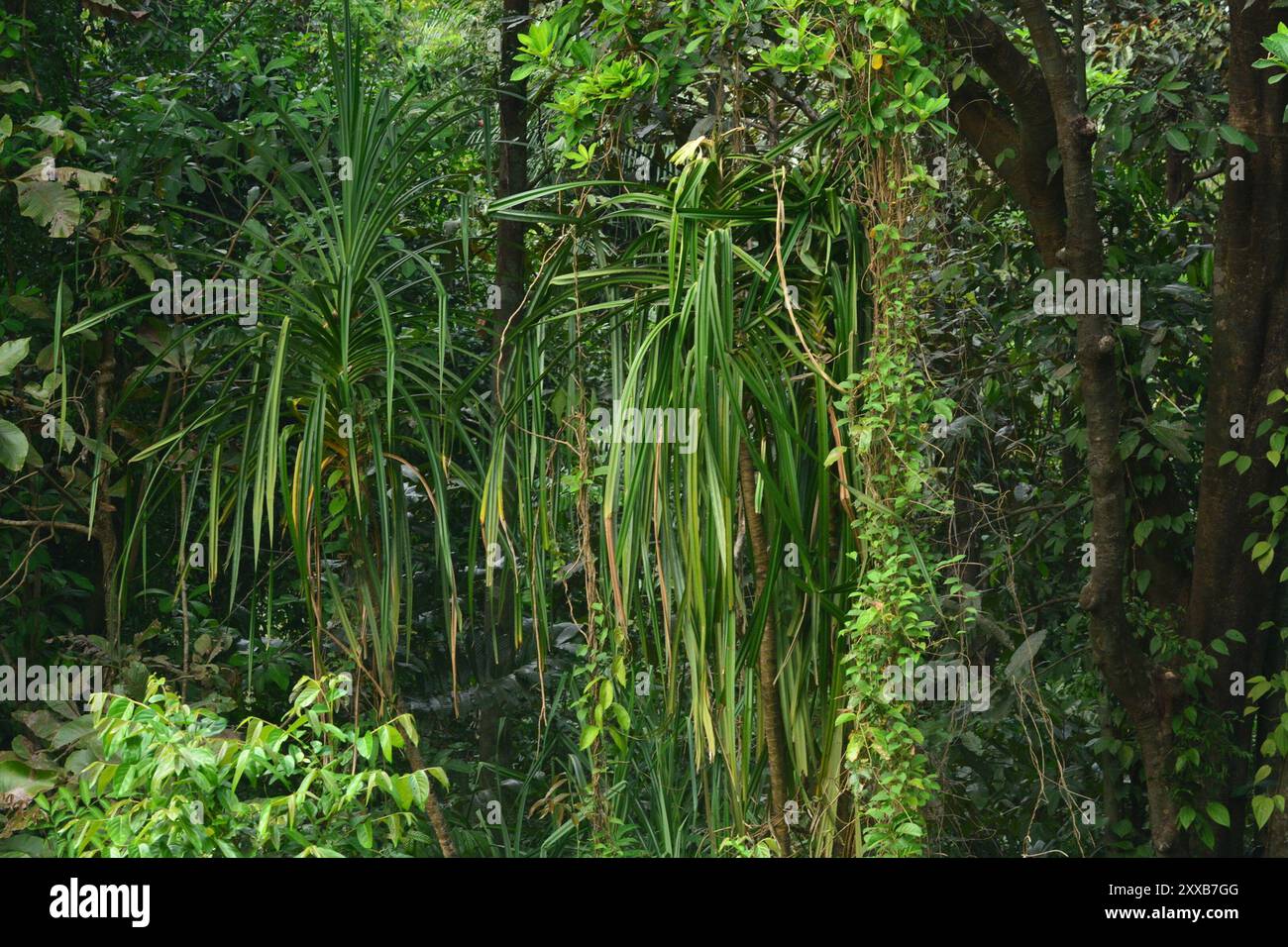 False pineapple hi-res stock photography and images - Alamy