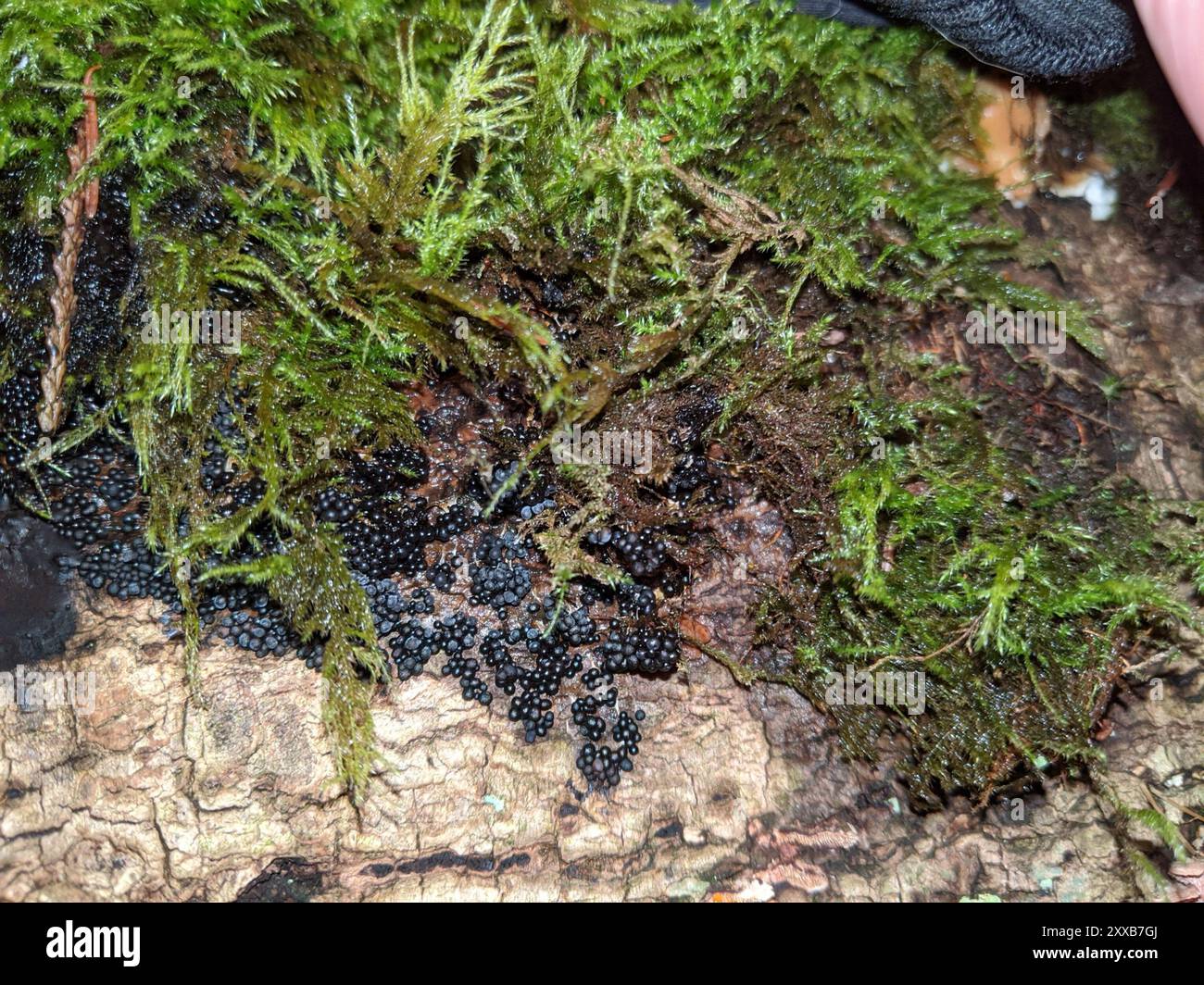 (Badhamia utricularis) Protozoa Stock Photo - Alamy
