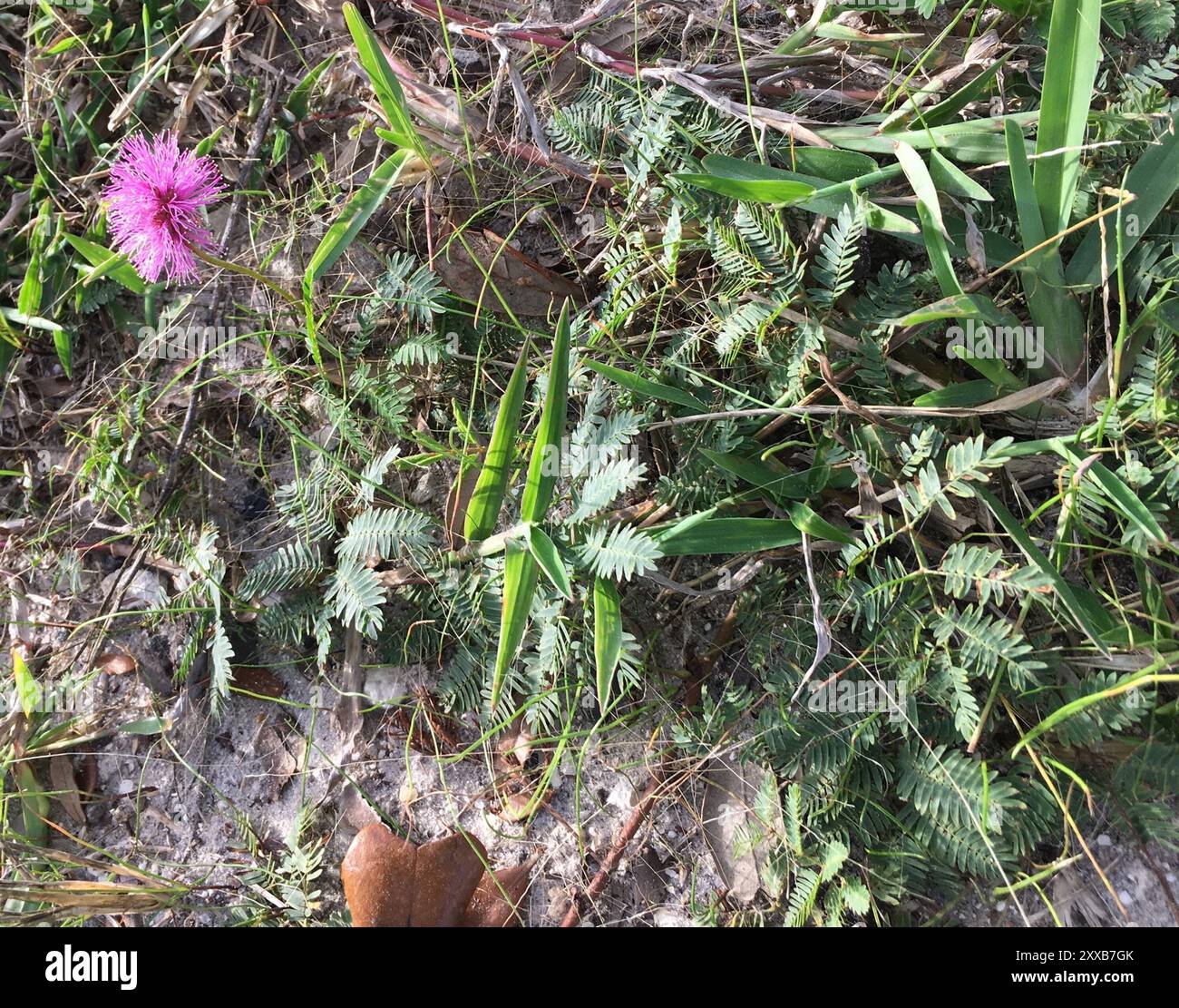 sensitive plants (Mimosa) Plantae Stock Photo - Alamy