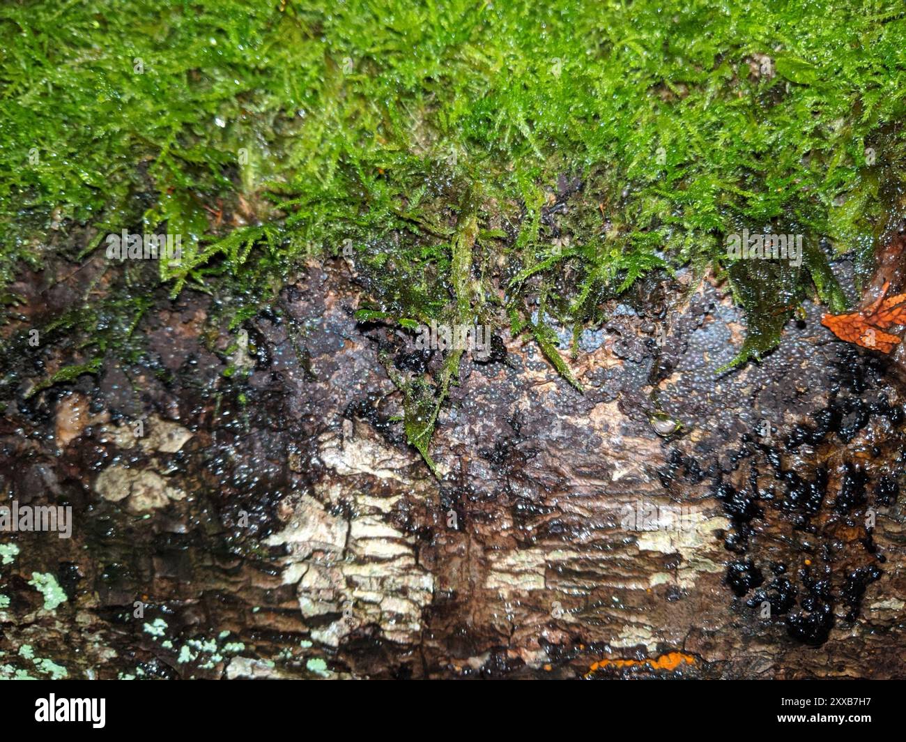 (Badhamia utricularis) Protozoa Stock Photo - Alamy