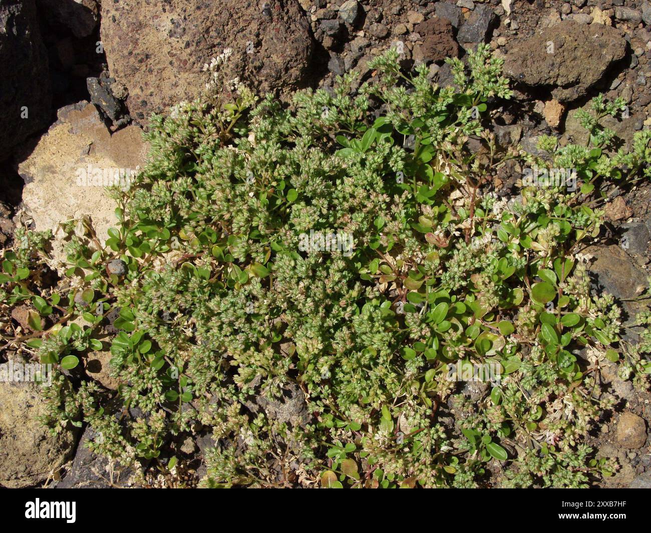 fourleaf manyseed (Polycarpon tetraphyllum) Plantae Stock Photo - Alamy