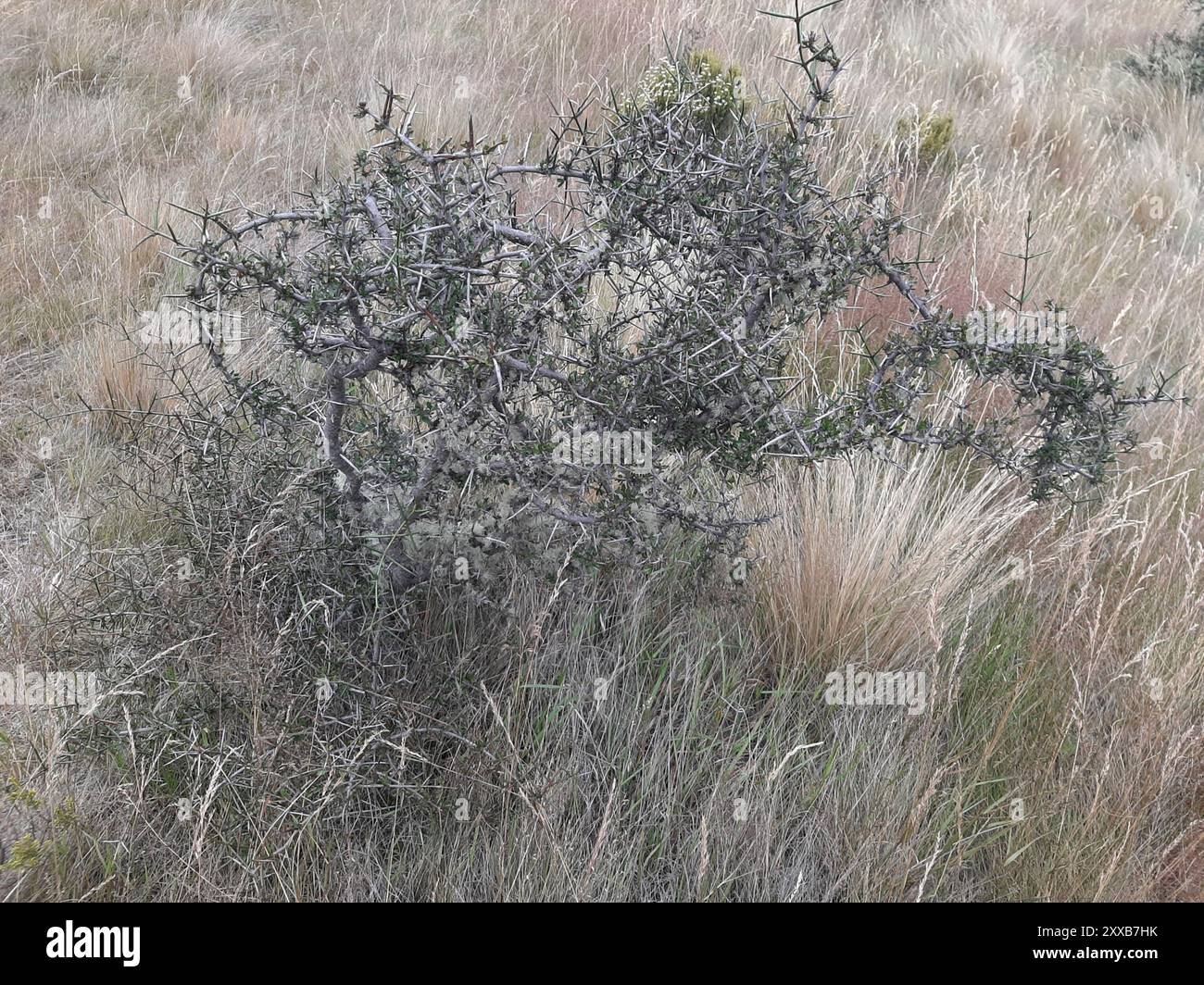 Matagouri (Discaria toumatou) Plantae Stock Photo - Alamy
