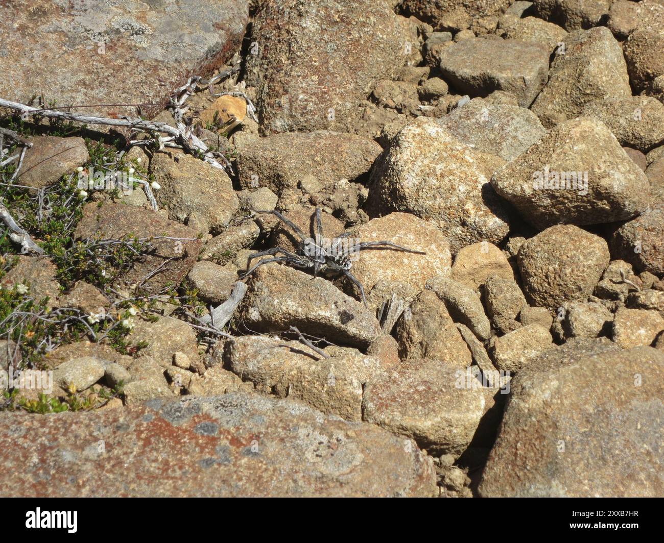 Union-Jack Wolf Spiders (Tasmanicosa) Arachnida Stock Photo - Alamy