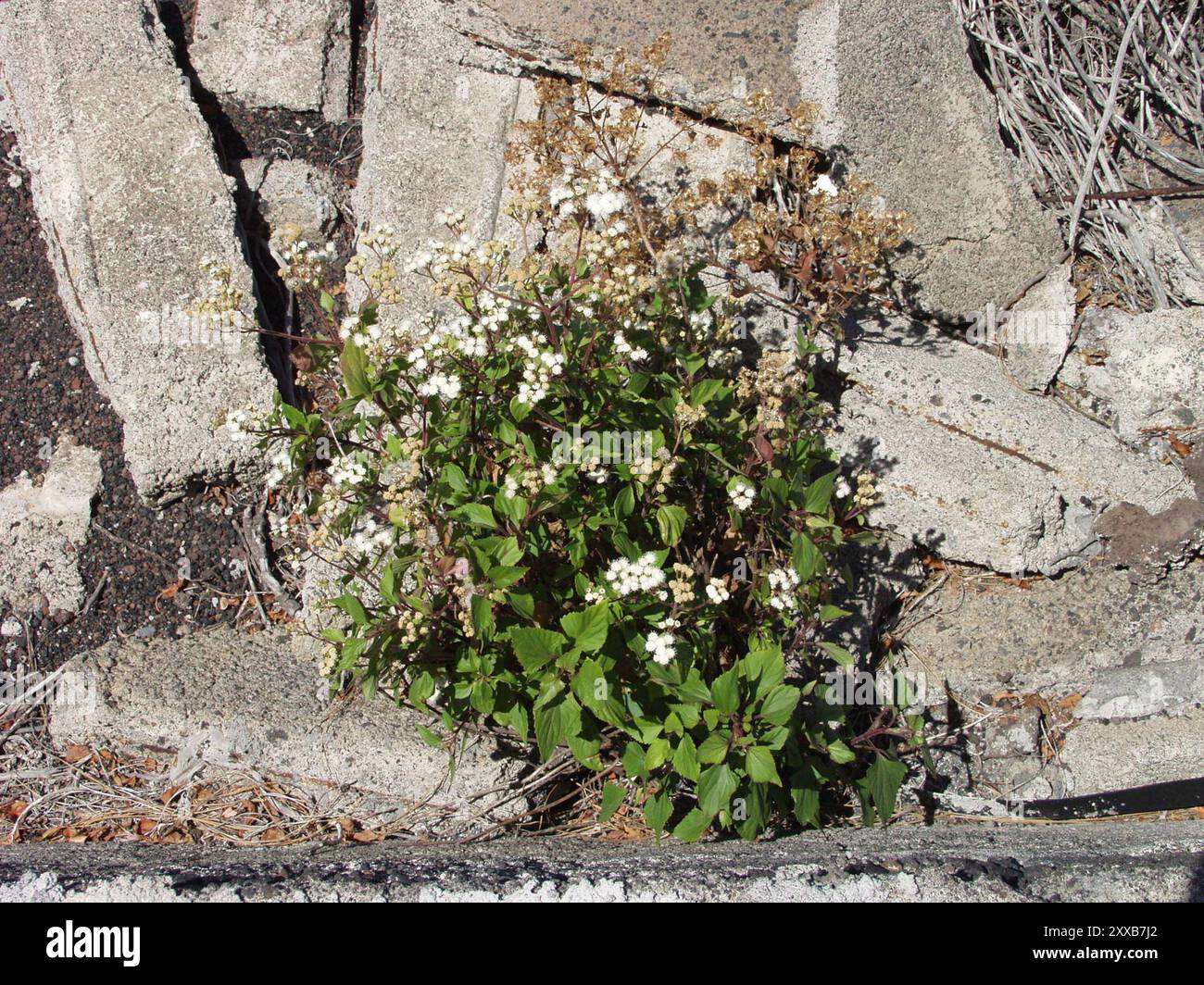 Crofton Weed (Ageratina adenophora) Plantae Stock Photo - Alamy
