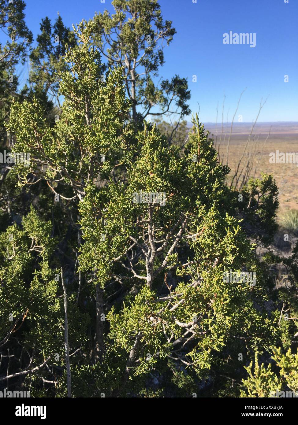 Rose-fruited Juniper (Juniperus coahuilensis) Plantae Stock Photo - Alamy