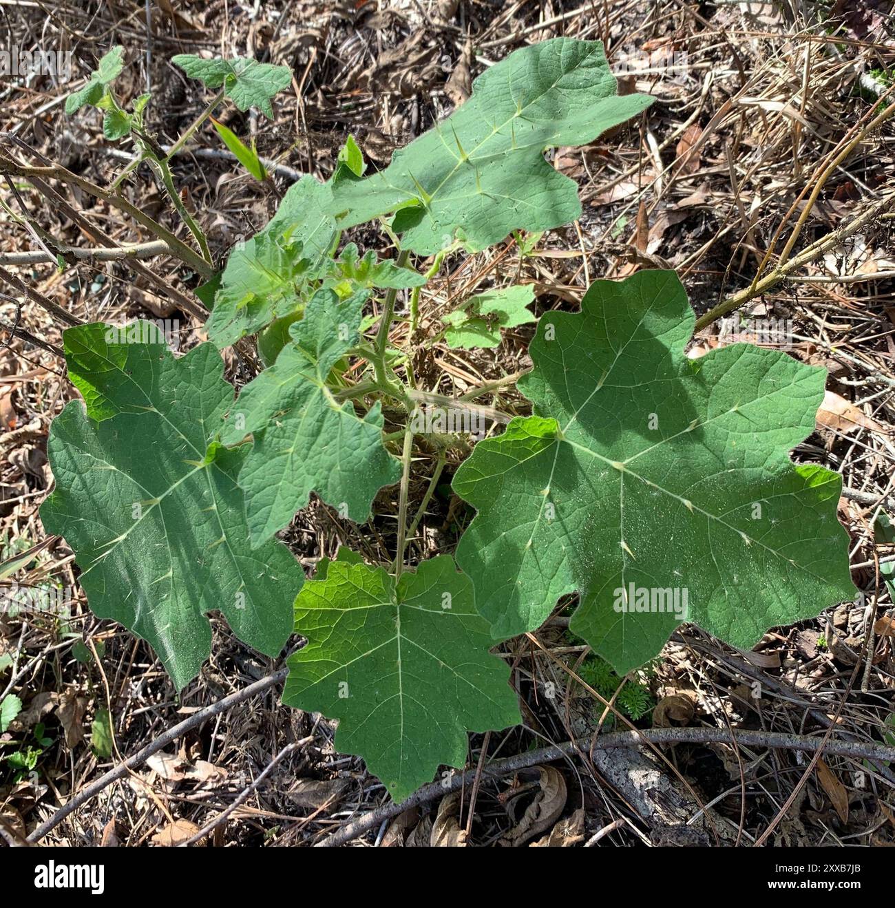 tropical soda-apple (Solanum viarum) Plantae Stock Photo - Alamy