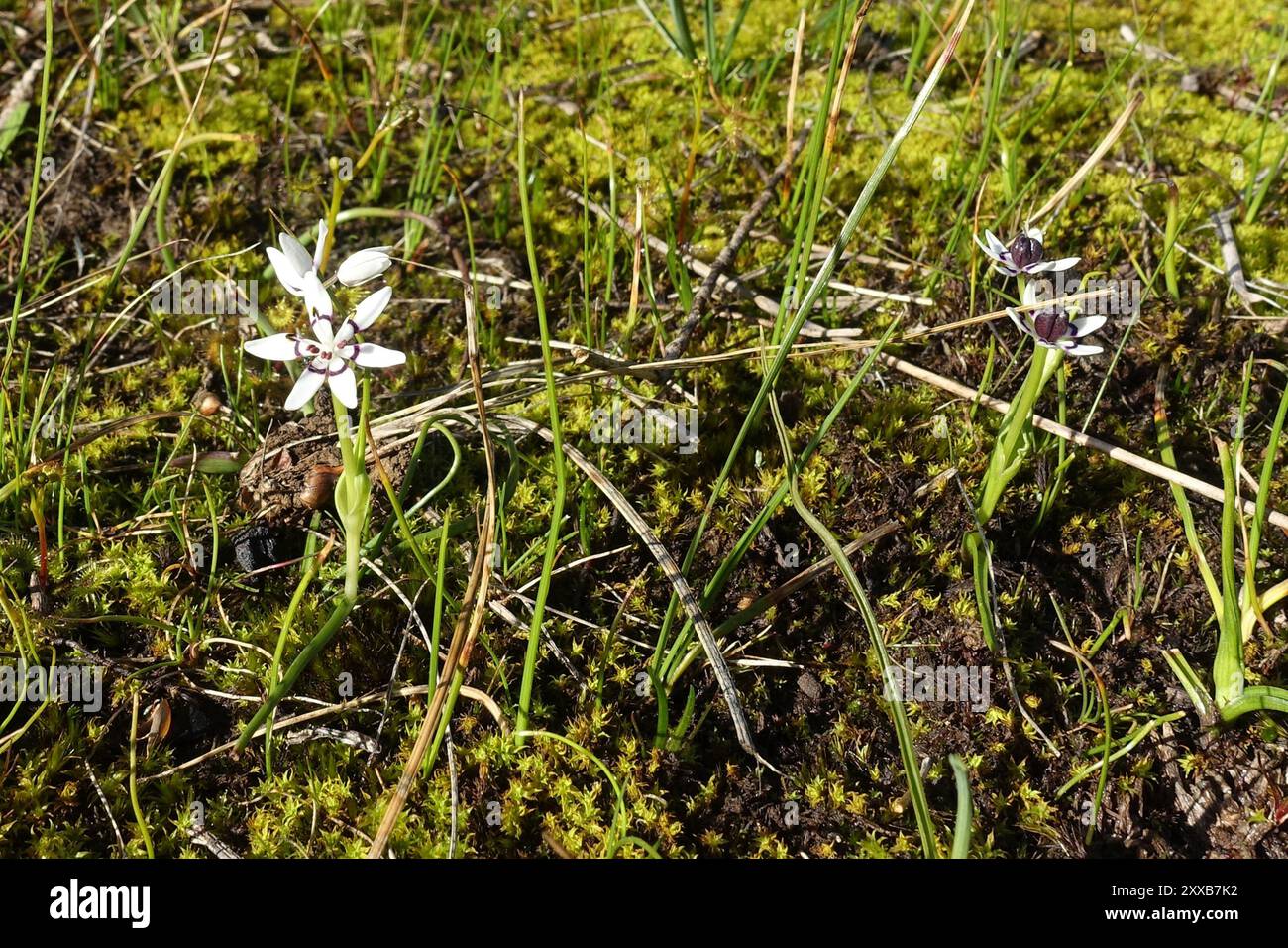 Early Nancy (Wurmbea dioica) Plantae Stock Photo - Alamy