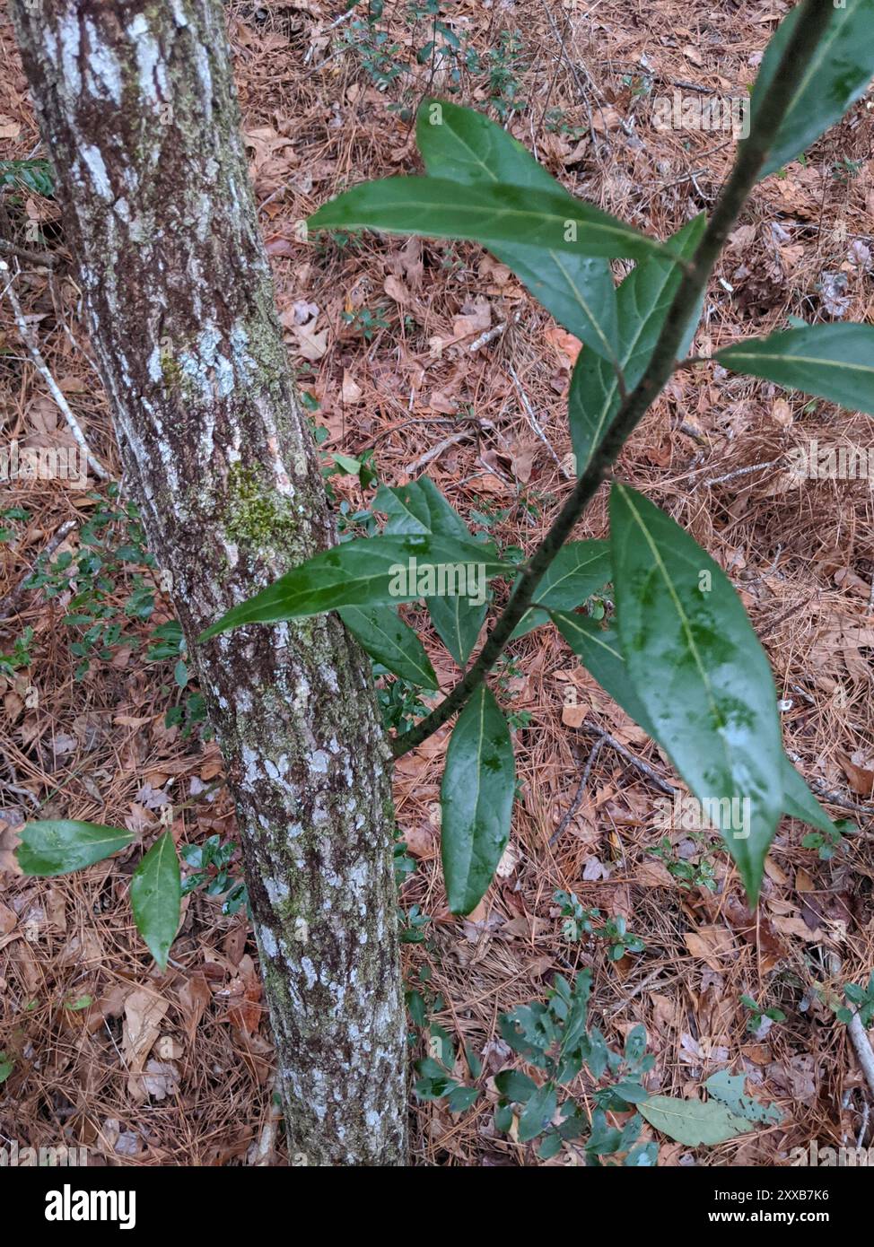 Swamp Bay (Persea palustris) Plantae Stock Photo - Alamy