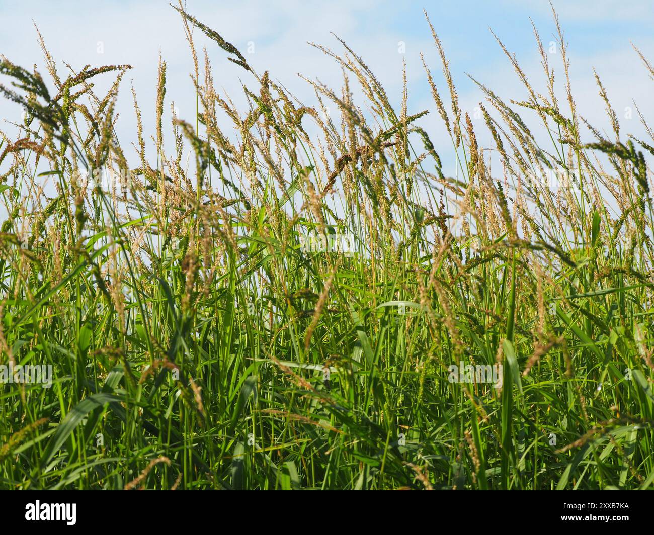 Jungle Rice (Echinochloa colonum) Plantae Stock Photo - Alamy