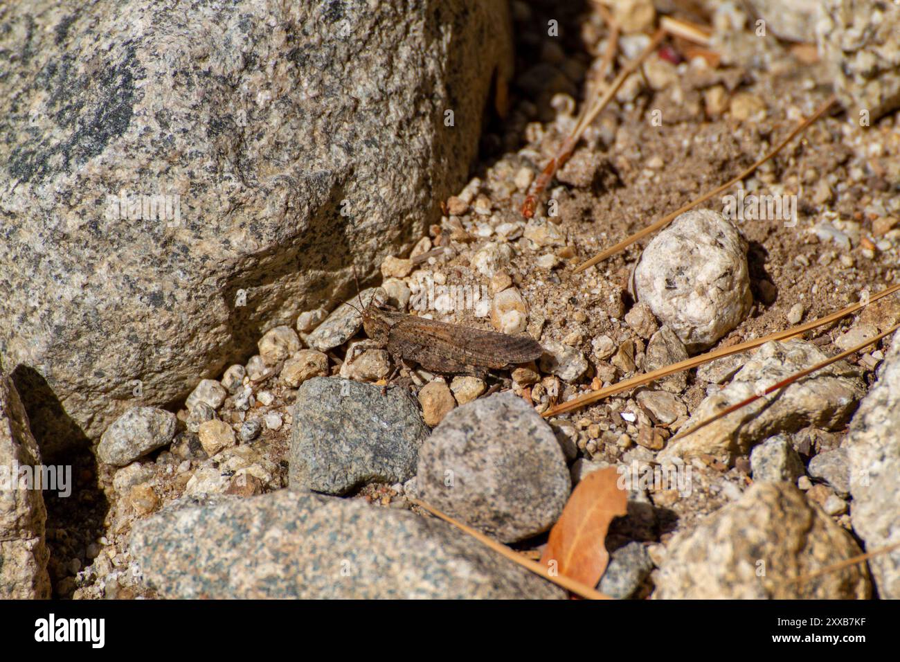 Trimerotropis verruculata suffusa hi-res stock photography and images ...