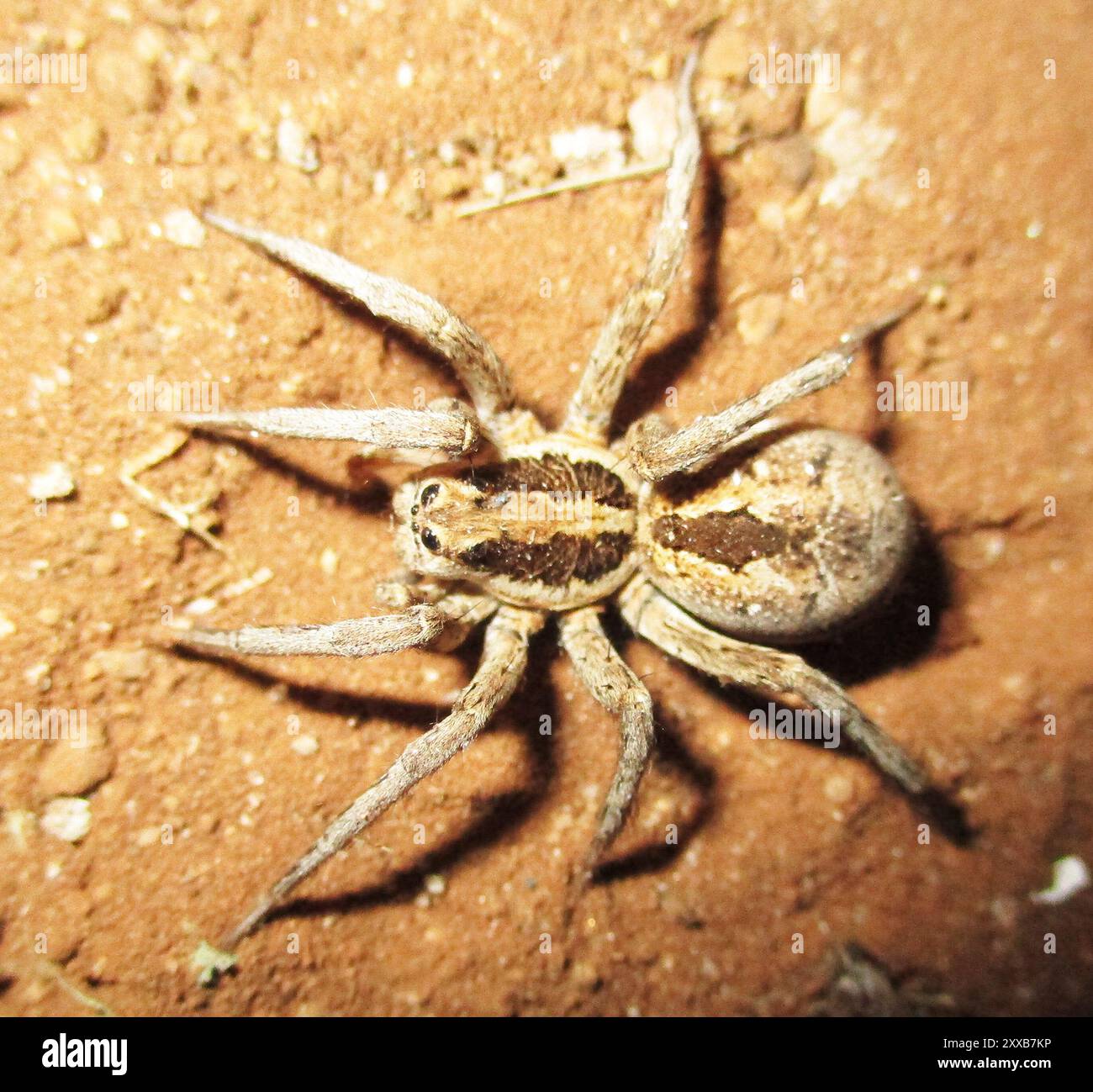 Wolf Spiders (Lycosidae) Arachnida Stock Photo - Alamy
