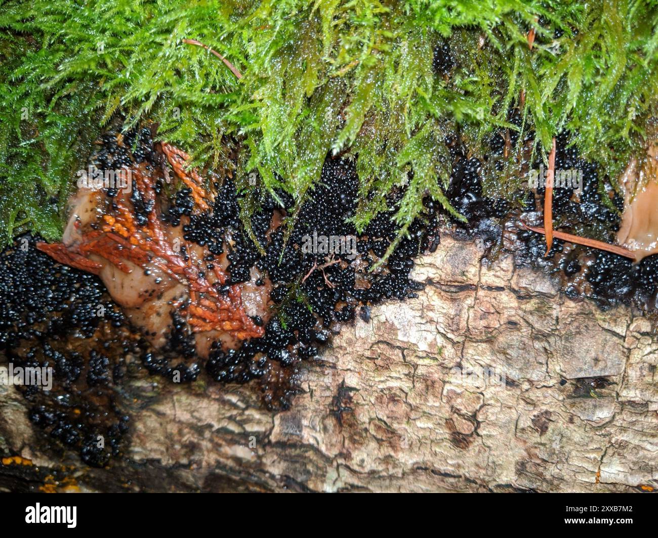 (Badhamia utricularis) Protozoa Stock Photo - Alamy