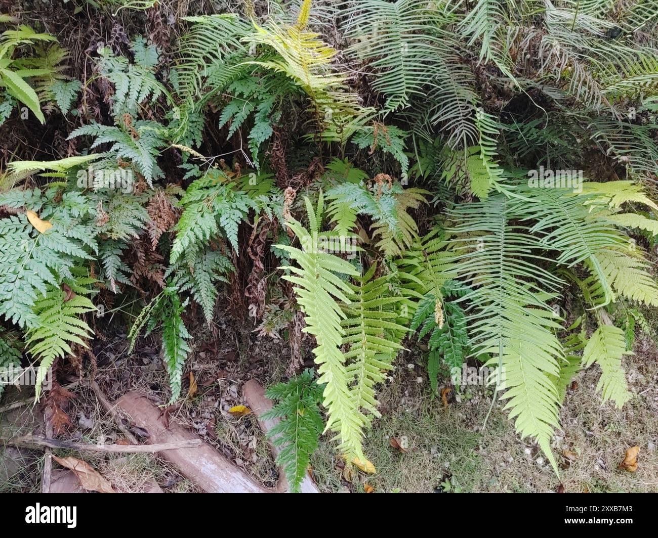 Pine fern (Anemia adiantifolia) Plantae Stock Photo - Alamy