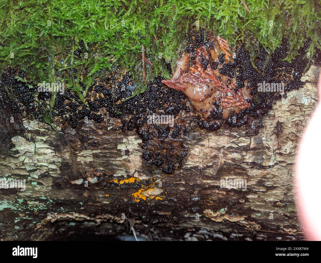 (Badhamia utricularis) Protozoa Stock Photo - Alamy