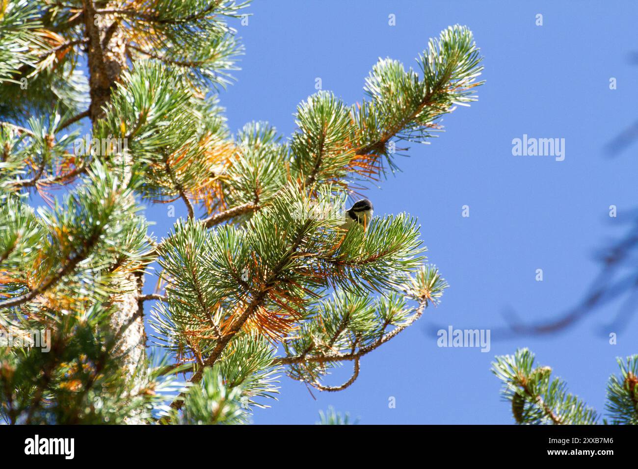 Mountain Chickadee (Poecile gambeli) Aves Stock Photo - Alamy