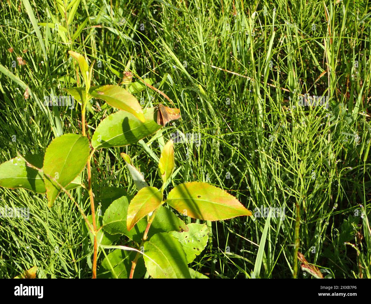 Long Dash (Polites mystic) Insecta Stock Photo - Alamy