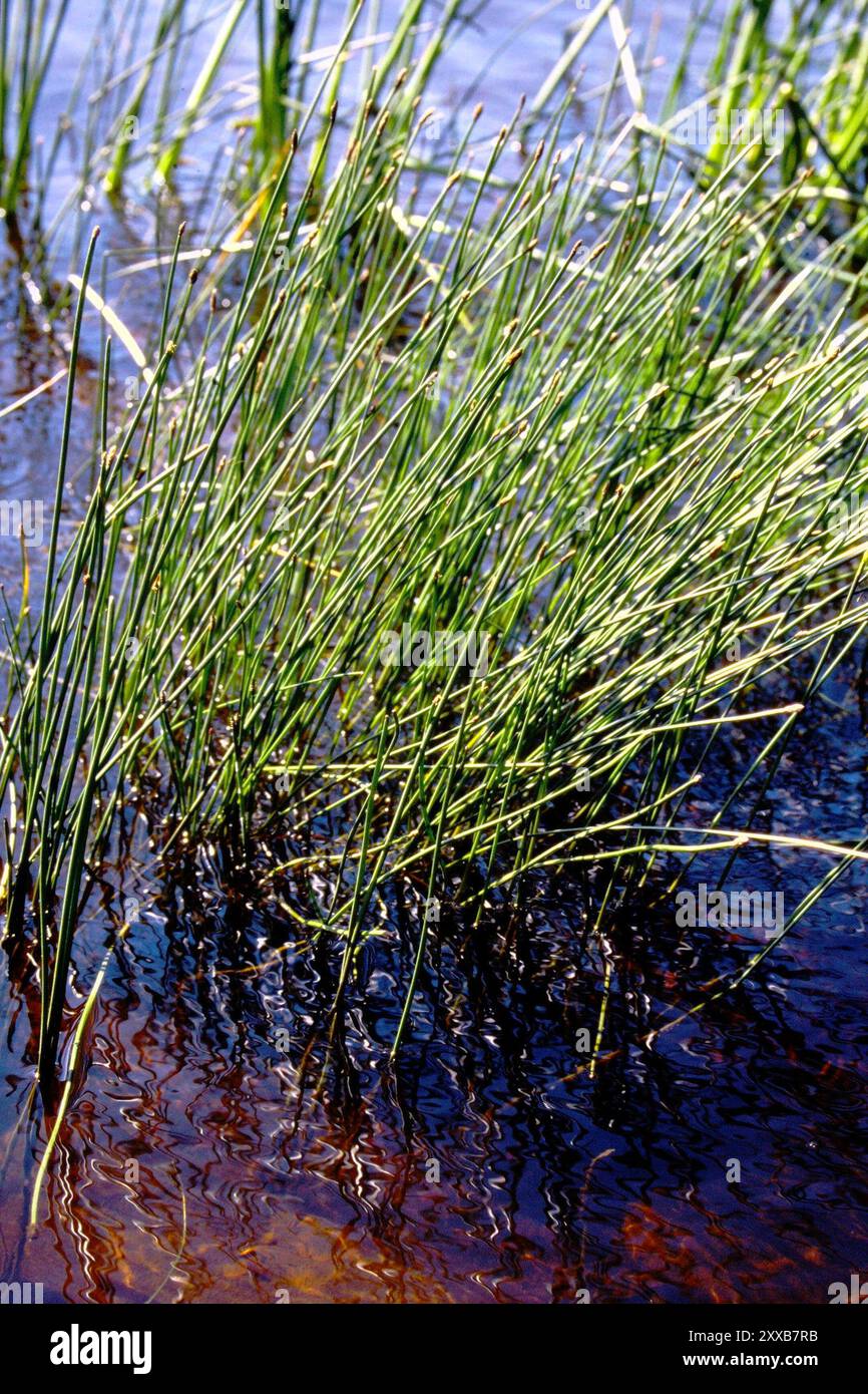 Small's Spikerush (Eleocharis smallii) Plantae Stock Photo - Alamy