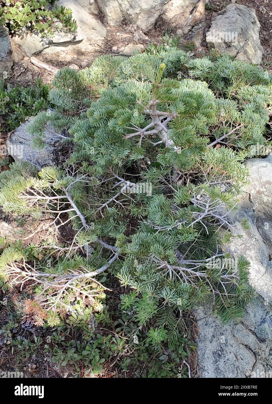 white fir (Abies concolor) Plantae Stock Photo - Alamy