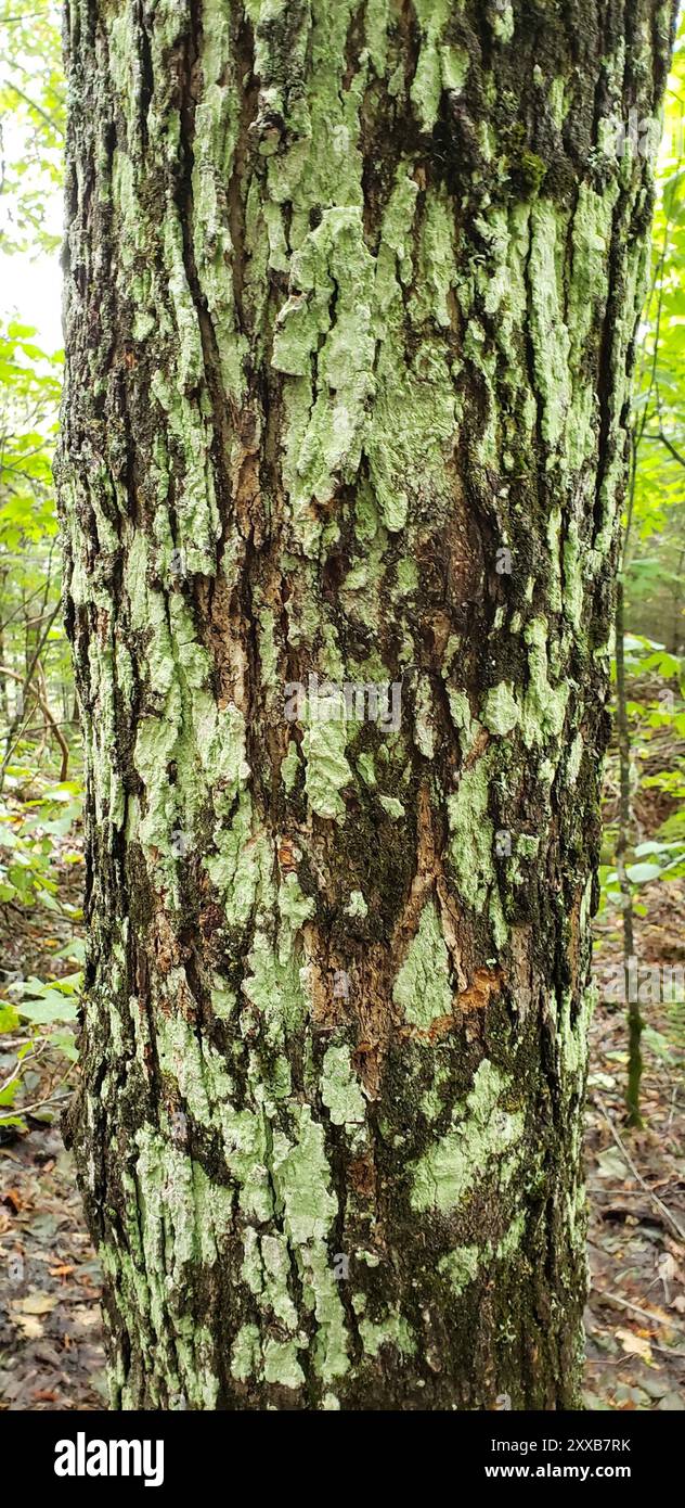 Fluffy Dust Lichen (Lepraria finkii) Fungi Stock Photo - Alamy