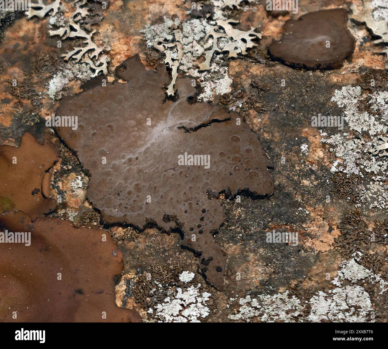 Common Toadskin Lichen (Lasallia papulosa) Fungi Stock Photo - Alamy