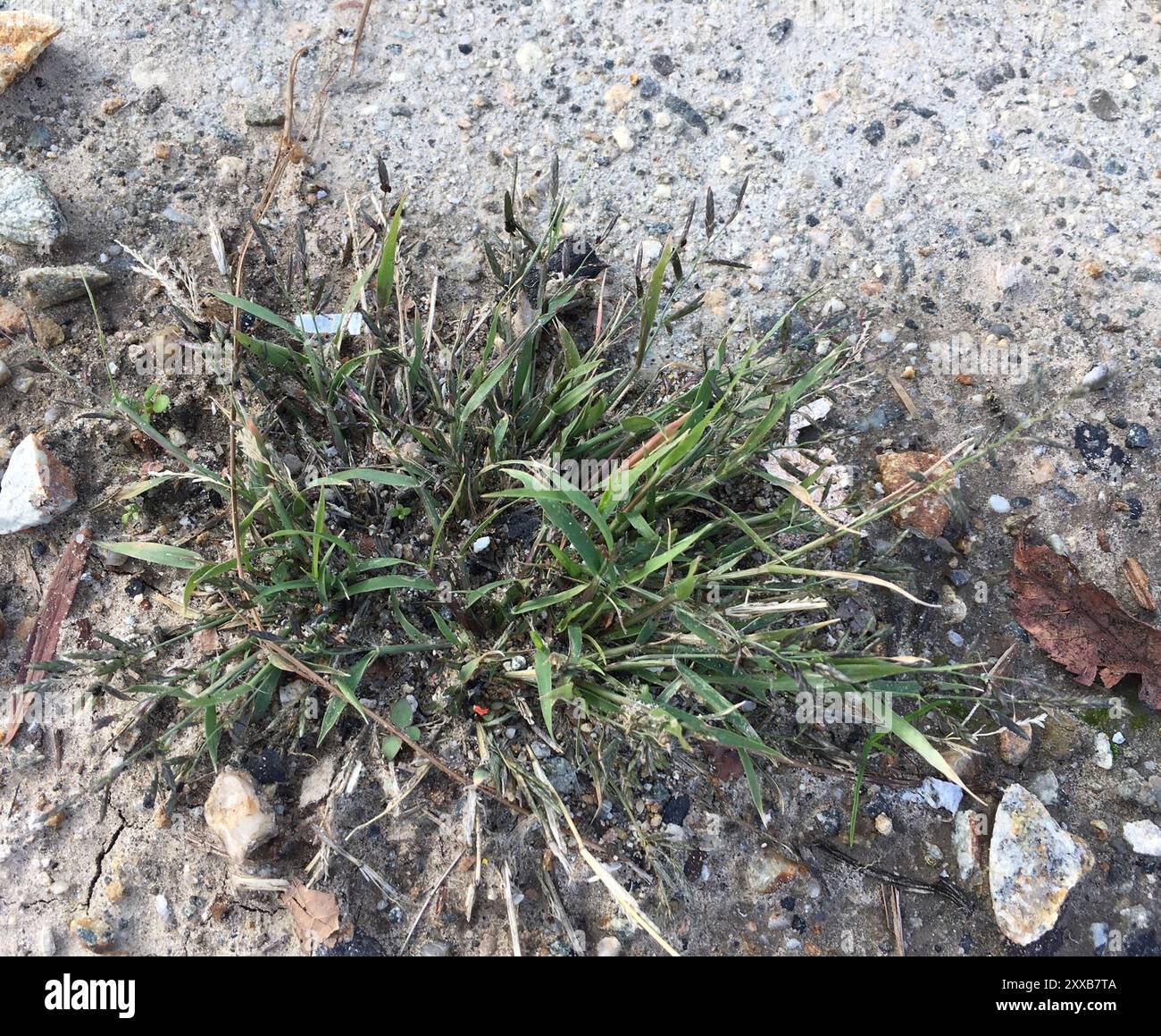 grasses (Poaceae) Plantae Stock Photo - Alamy