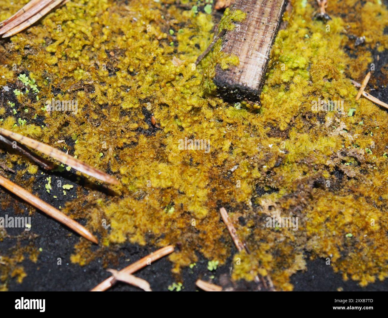 Tree Fringewort (Ptilidium pulcherrimum) Plantae Stock Photo - Alamy