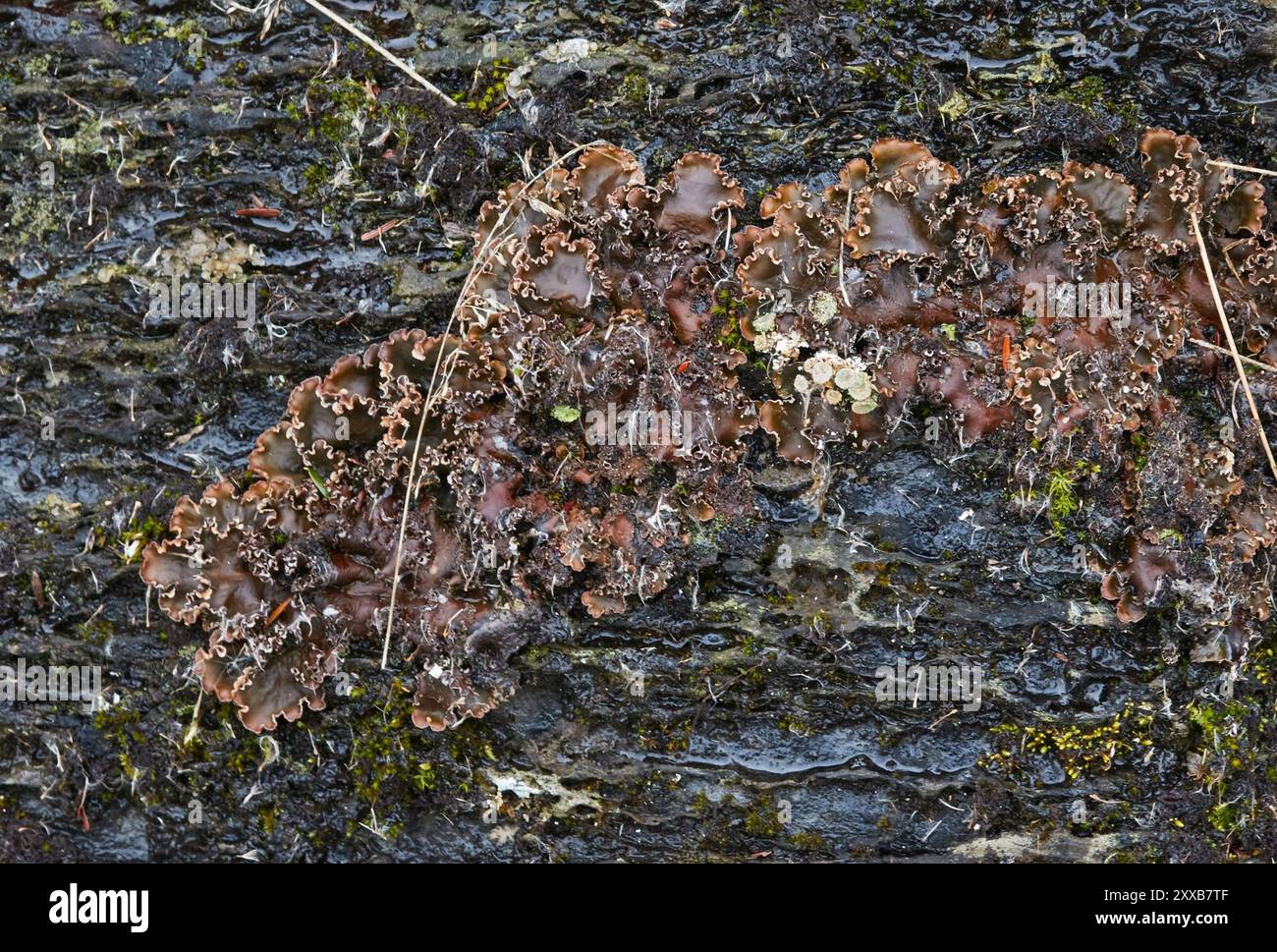 concentric pelt lichen (Peltigera elisabethae) Fungi Stock Photo - Alamy