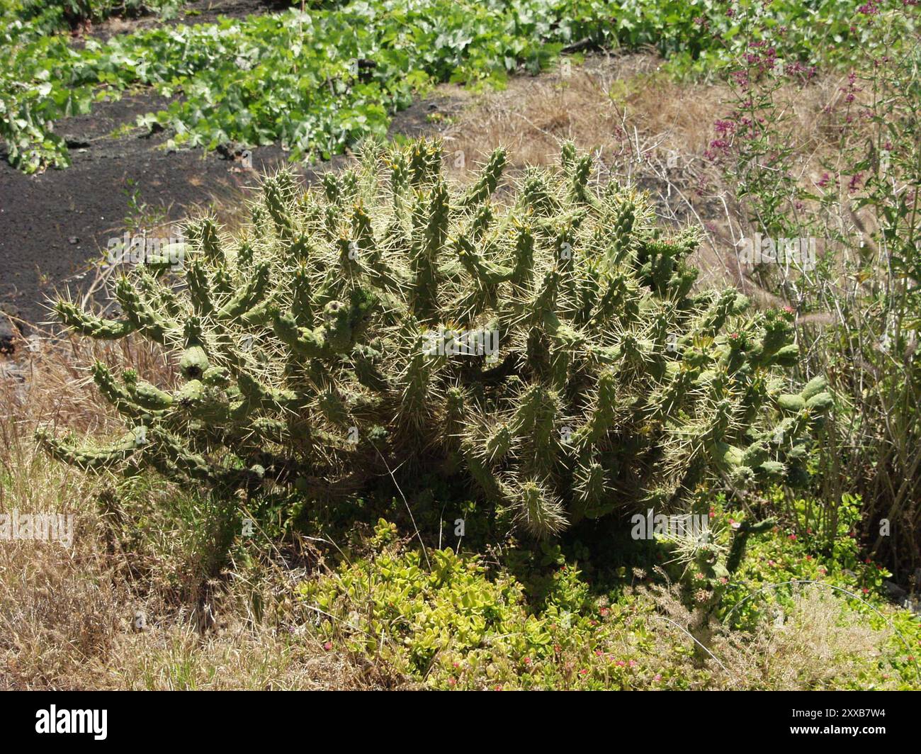 Eve's Needle Cactus (Austrocylindropuntia subulata) Plantae Stock Photo ...