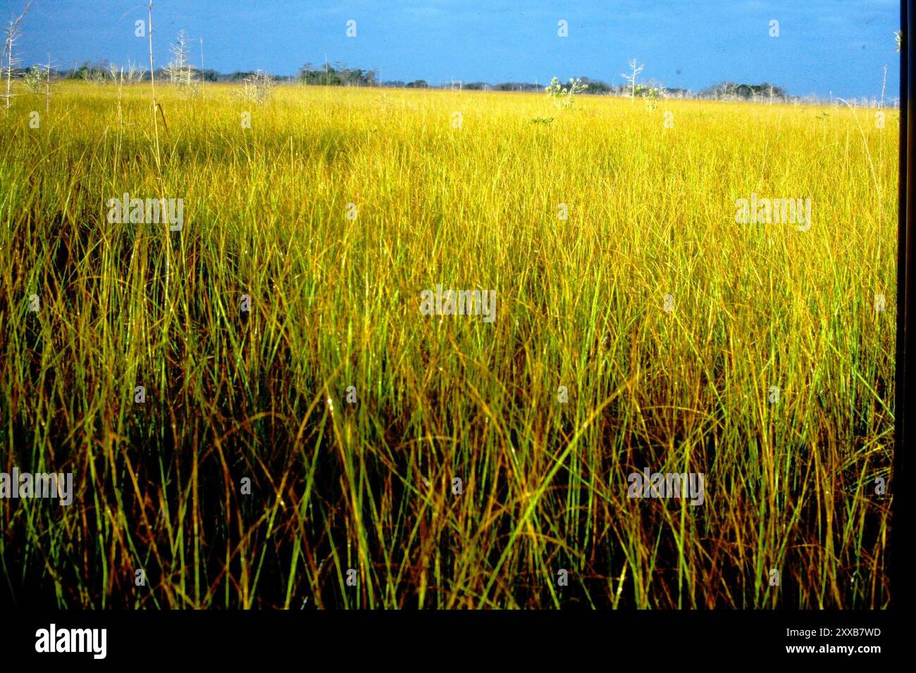 Swamp Sawgrass (Cladium mariscus) Plantae Stock Photo - Alamy