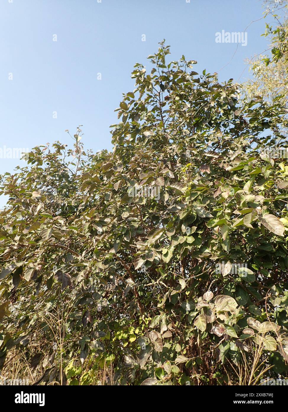 Formosa Ehretia (Ehretia resinosa) Plantae Stock Photo - Alamy