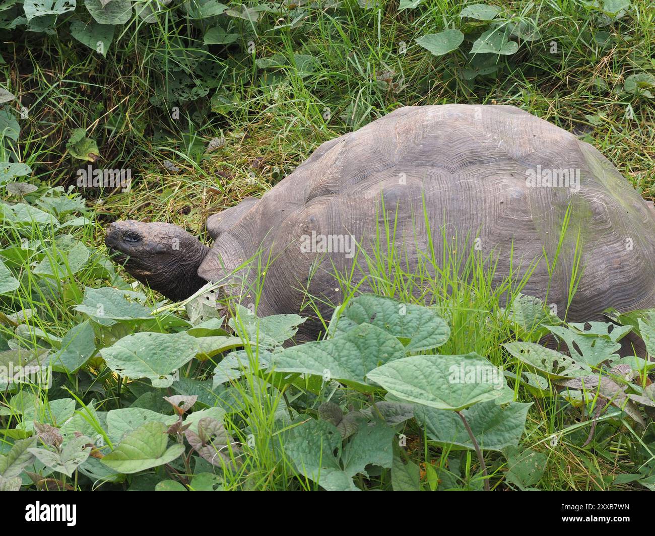 Western Santa Cruz Giant Tortoise (Chelonoidis niger porteri) Reptilia ...