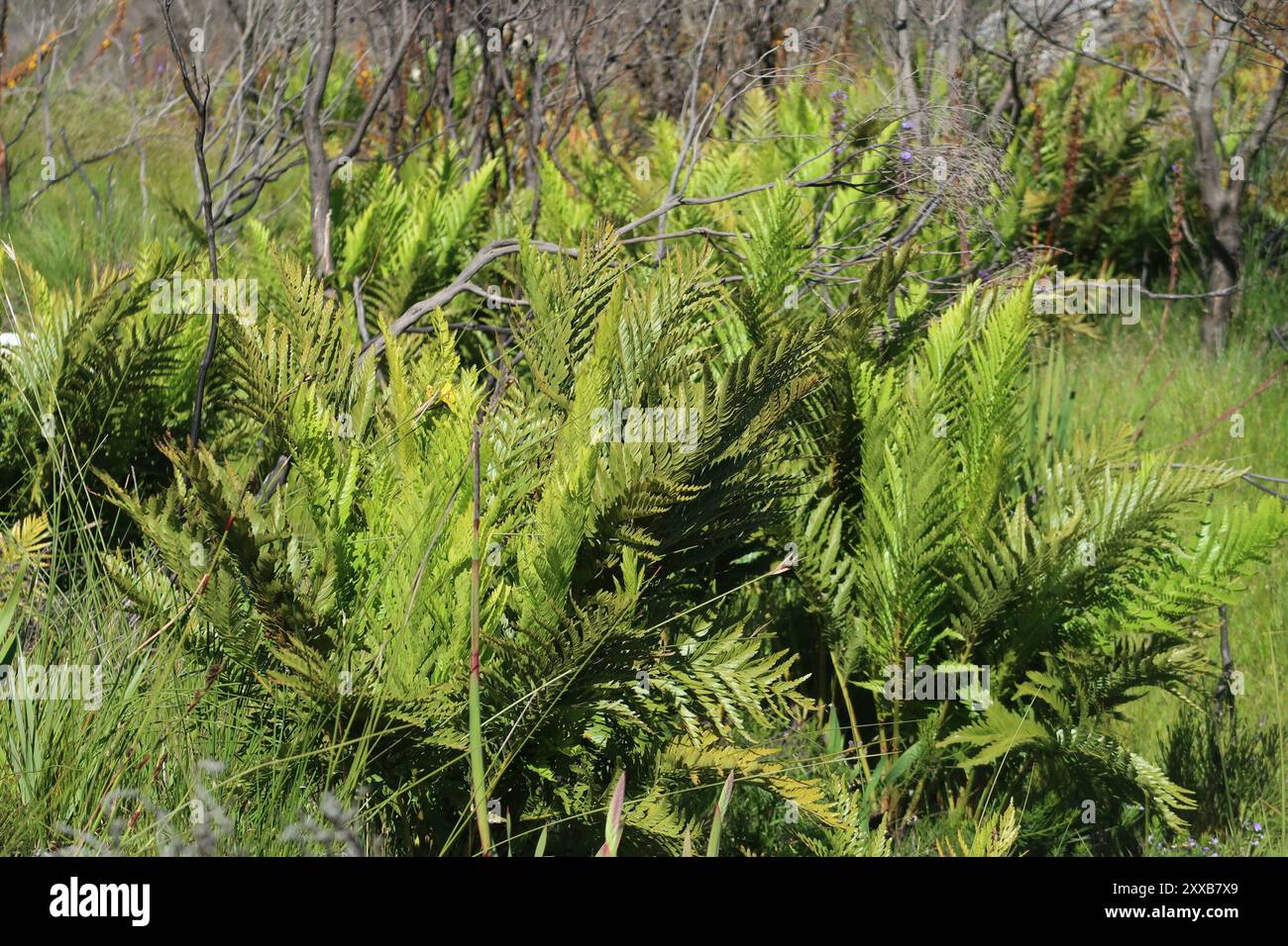 king fern (Todea barbara) Plantae Stock Photo - Alamy
