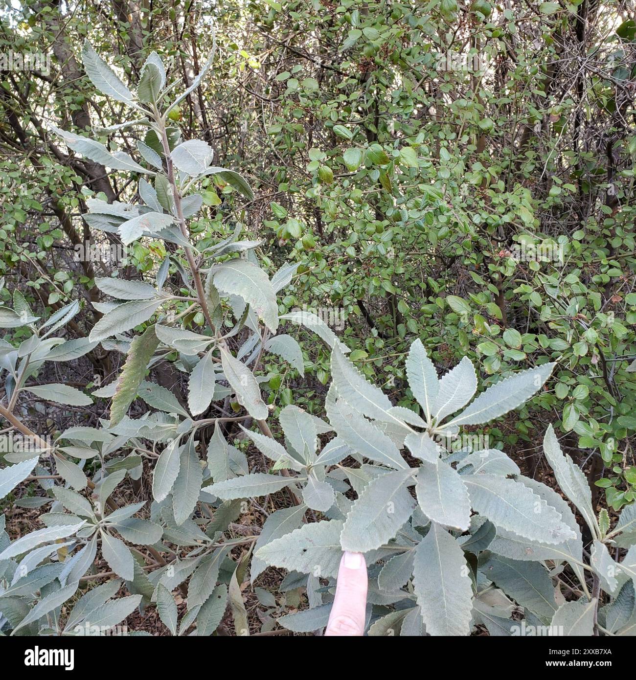 Thick-leaved Yerba Santa (Eriodictyon crassifolium) Plantae Stock Photo ...