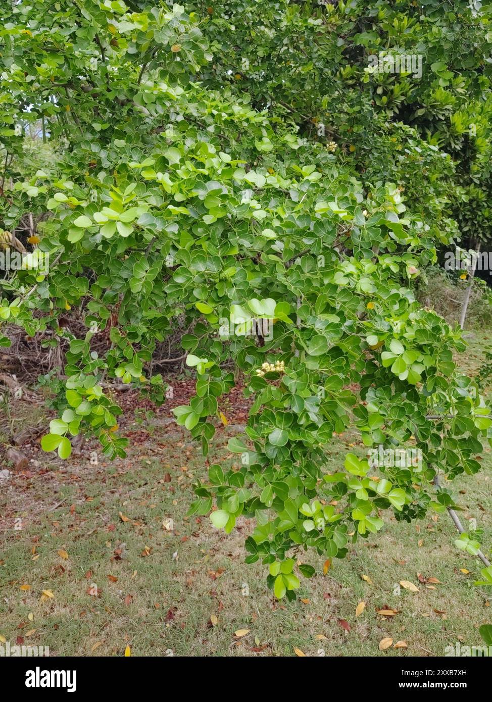 Bloodwood Tree (Haematoxylum campechianum) Plantae Stock Photo - Alamy