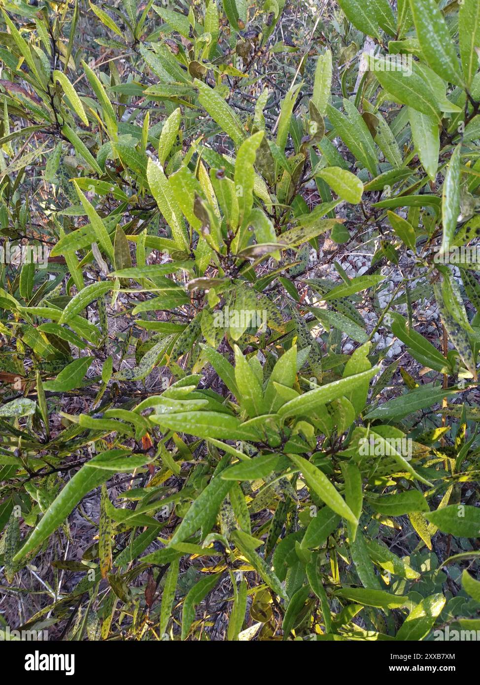 Silk Bay (Persea humilis) Plantae Stock Photo - Alamy