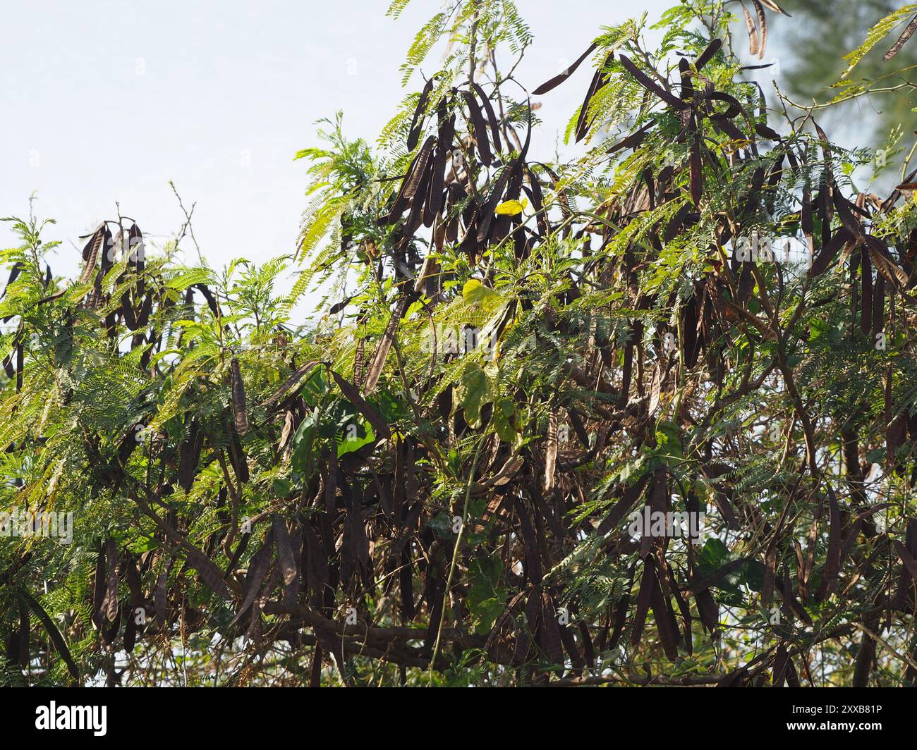 White leadtree (Leucaena leucocephala) Plantae Stock Photo - Alamy