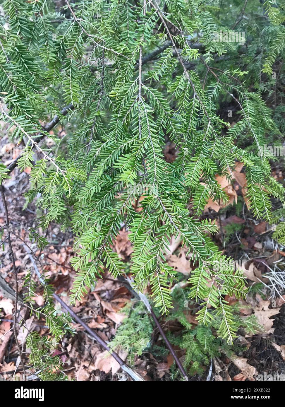 eastern hemlock (Tsuga canadensis) Plantae Stock Photo - Alamy