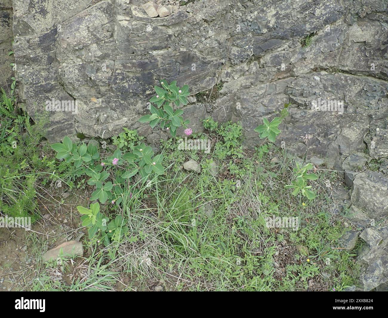 Pompom Tree (Dais cotinifolia) Plantae Stock Photo - Alamy