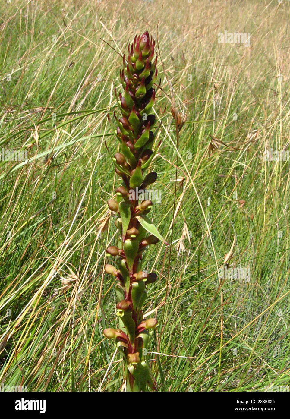 Devil Satyre (Satyrium parviflorum) Plantae Stock Photo - Alamy