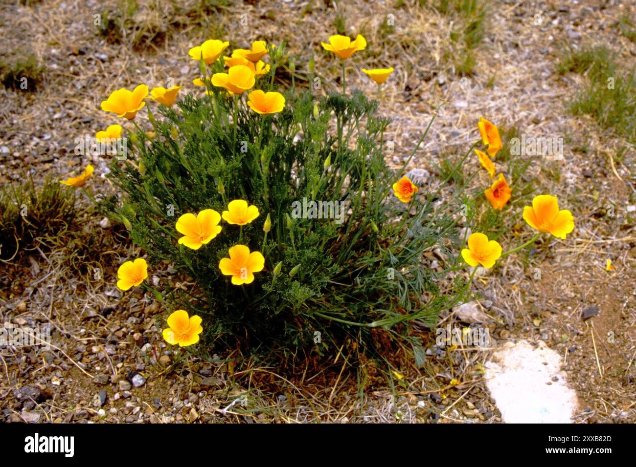 Desert Poppies (Eschscholzia) Plantae Stock Photo - Alamy