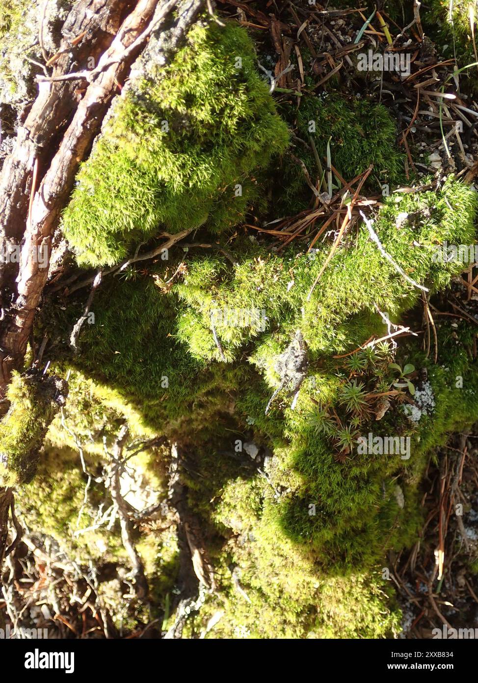 Silky Forklet-moss (Dicranella heteromalla) Plantae Stock Photo - Alamy