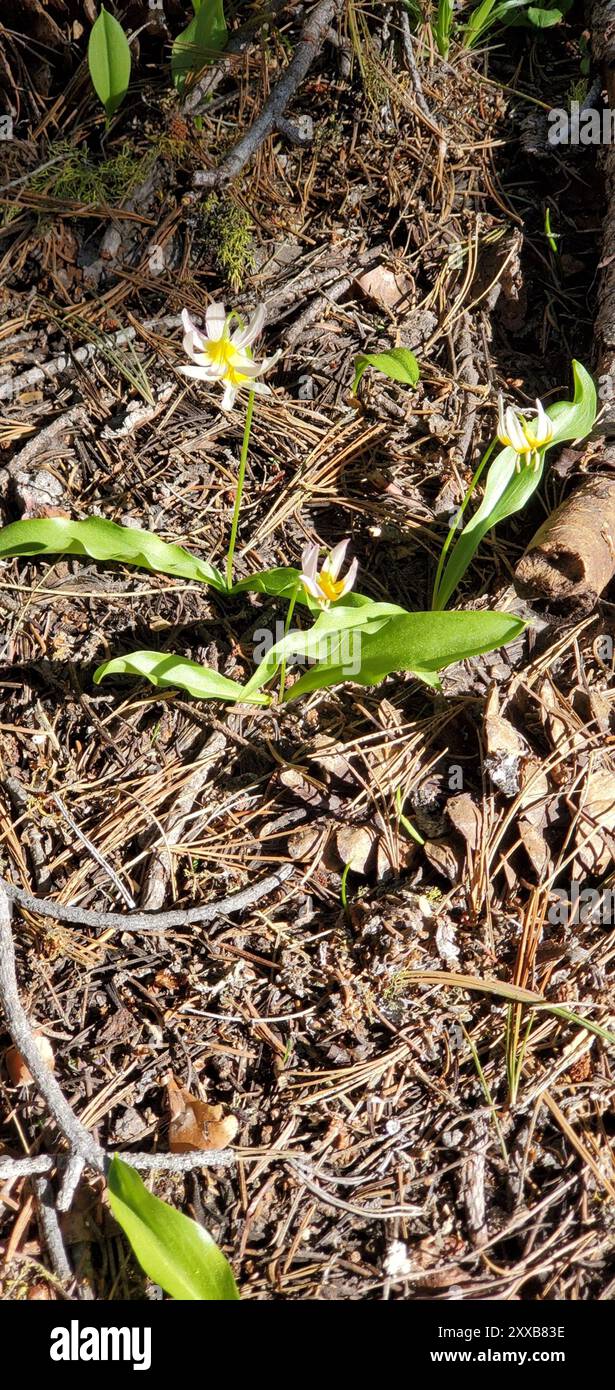 Purple Fawn Lily (Erythronium purpurascens) Plantae Stock Photo - Alamy