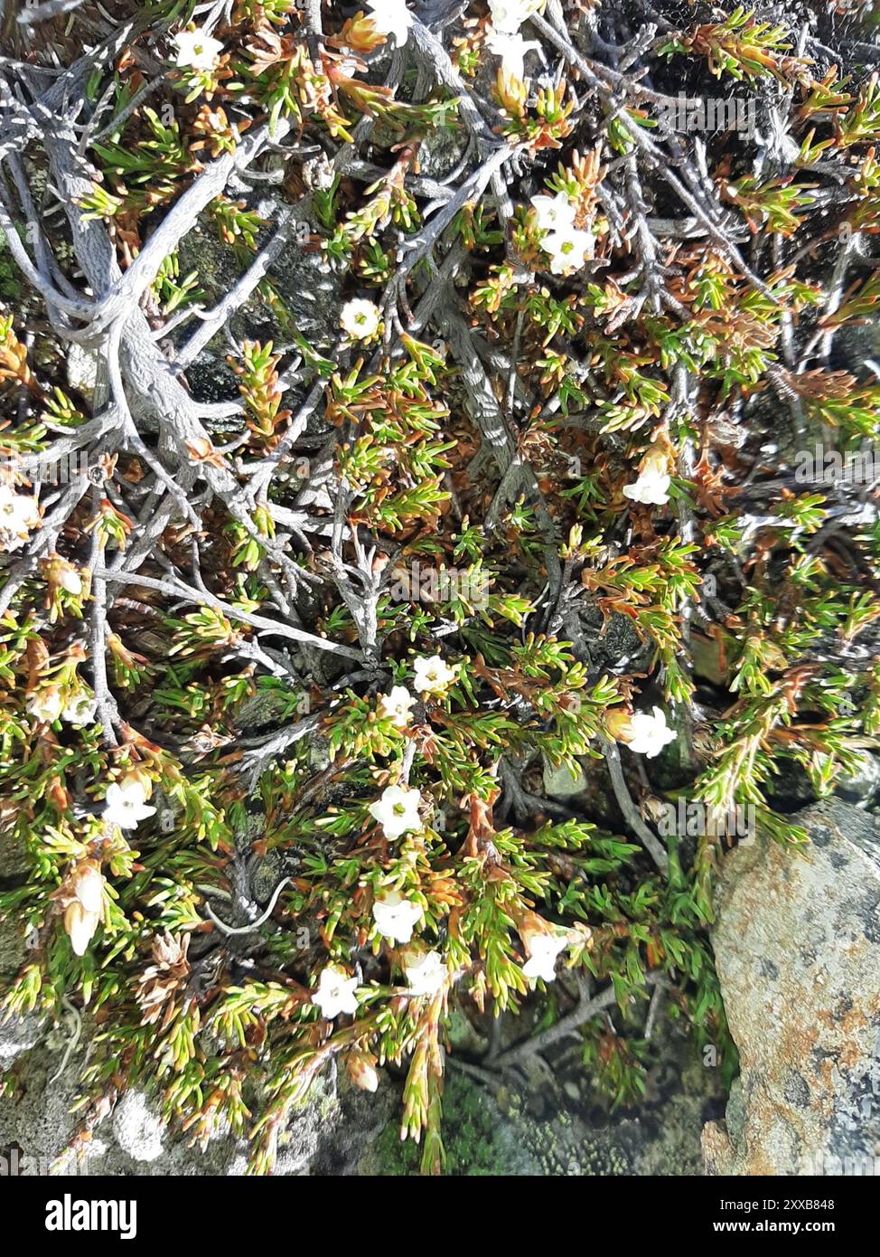 (Dracophyllum pronum) Plantae Stock Photo - Alamy