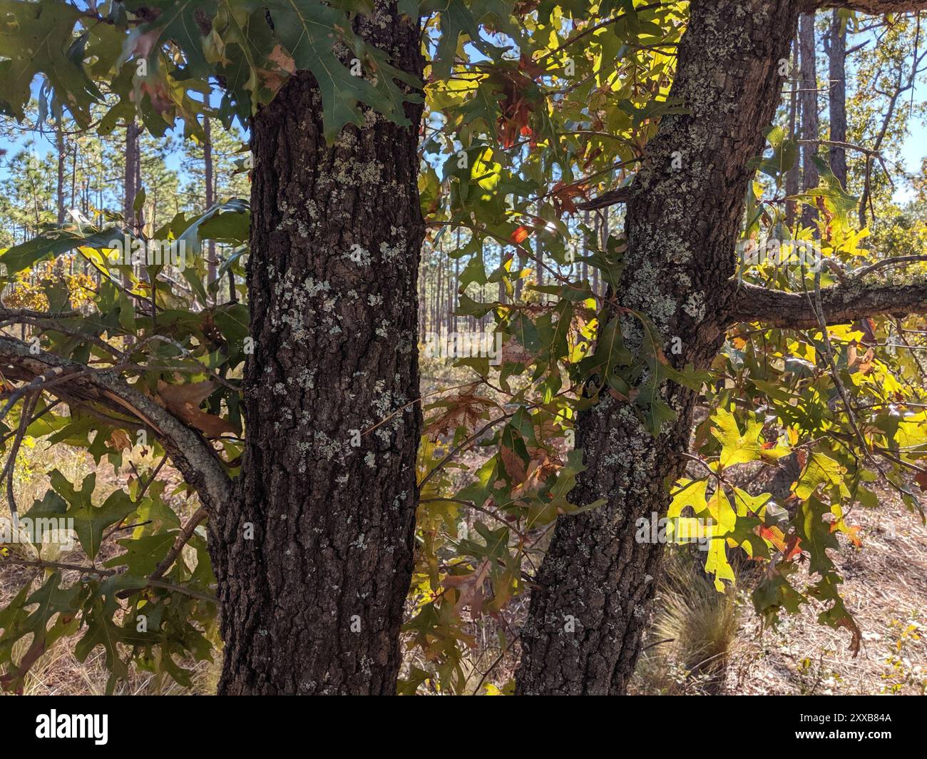 American turkey oak (Quercus laevis) Plantae Stock Photo - Alamy