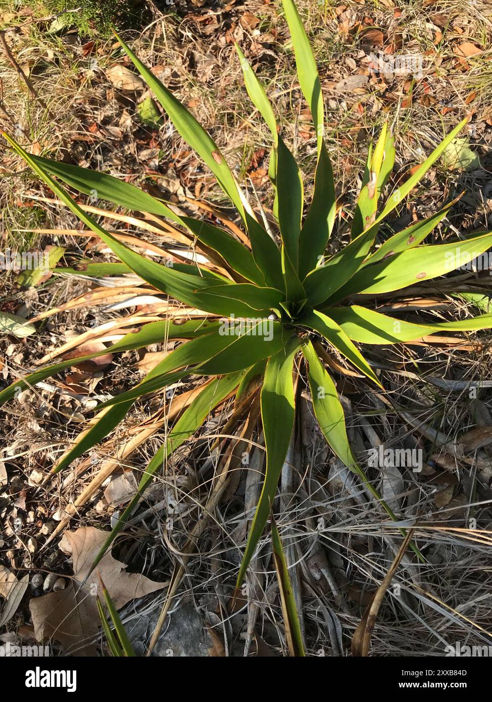 Twisted-leaf Yucca (Yucca rupicola) Plantae Stock Photo - Alamy