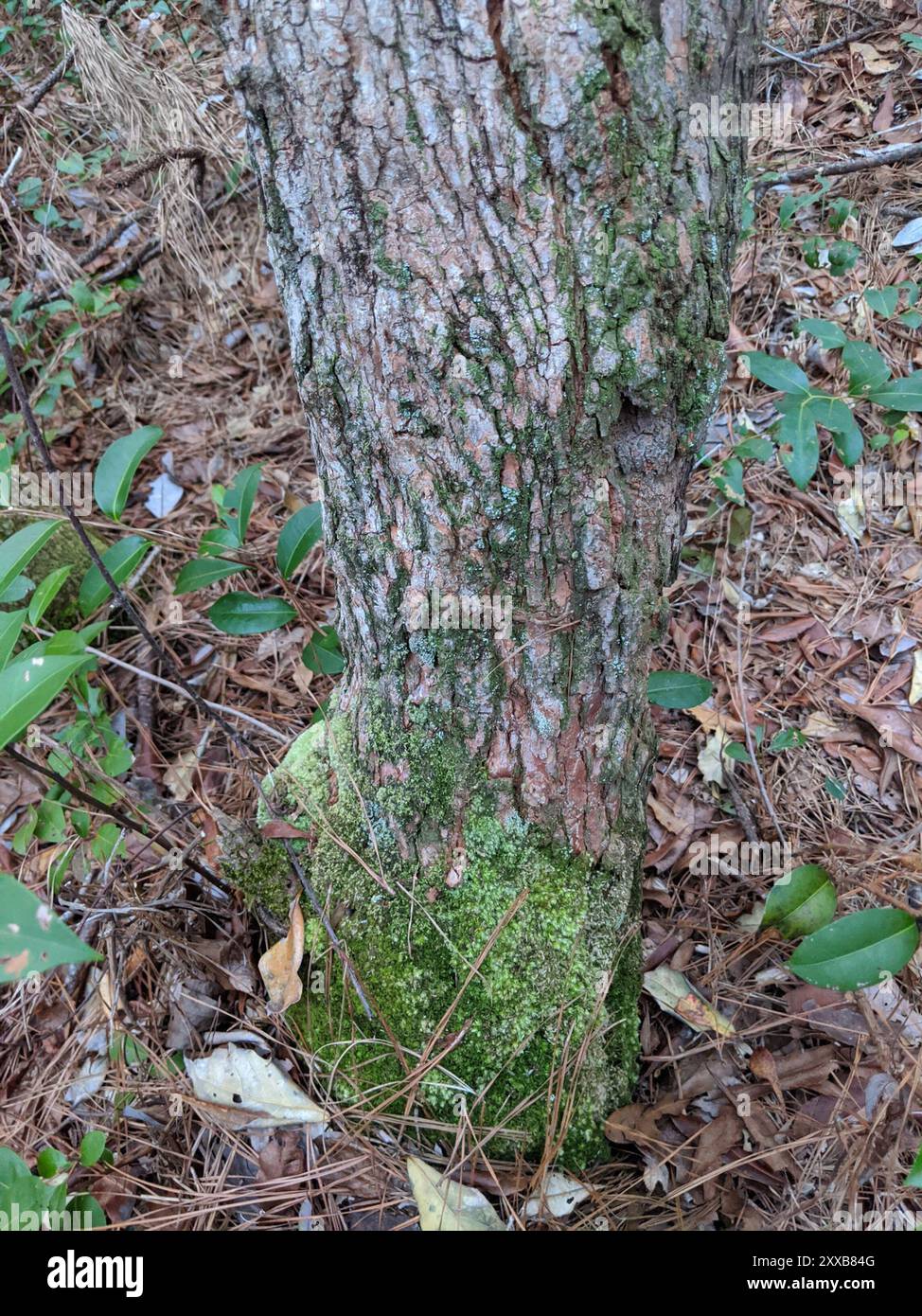Swamp titi (Cyrilla racemiflora) Plantae Stock Photo - Alamy